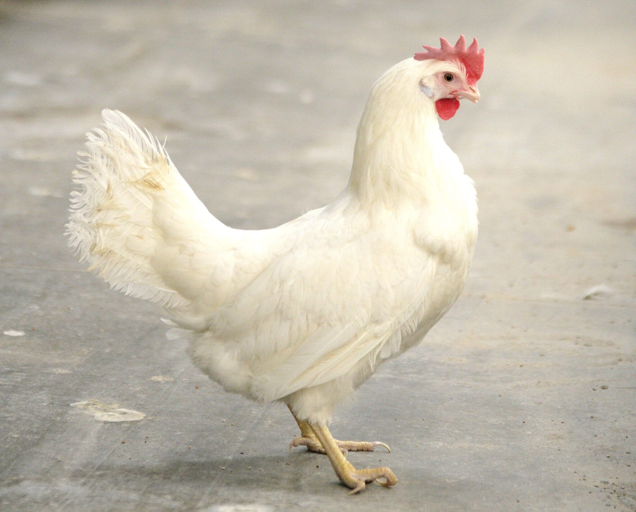 Bienestar animal en producción pecuaria ahora es certificado por el ICA ...